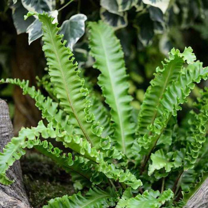 Paprade - Hurmikaki.com